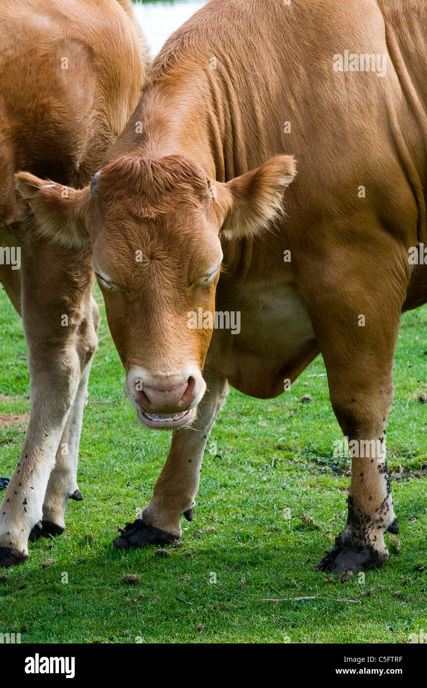 Laughing Cow High Resolution Stock Photography and Images - Alamy
