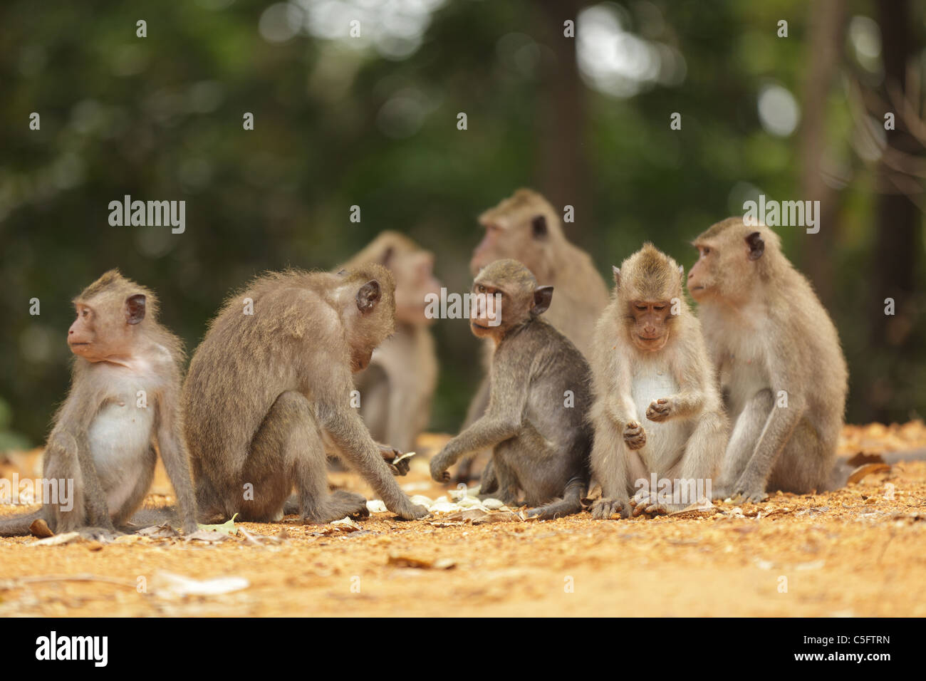 macaque family eating food in wild area, thailand Stock Photo - Alamy