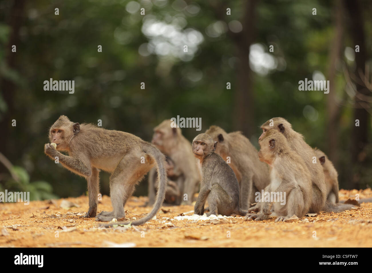 macaque family eating food in wild area, thailand Stock Photo - Alamy