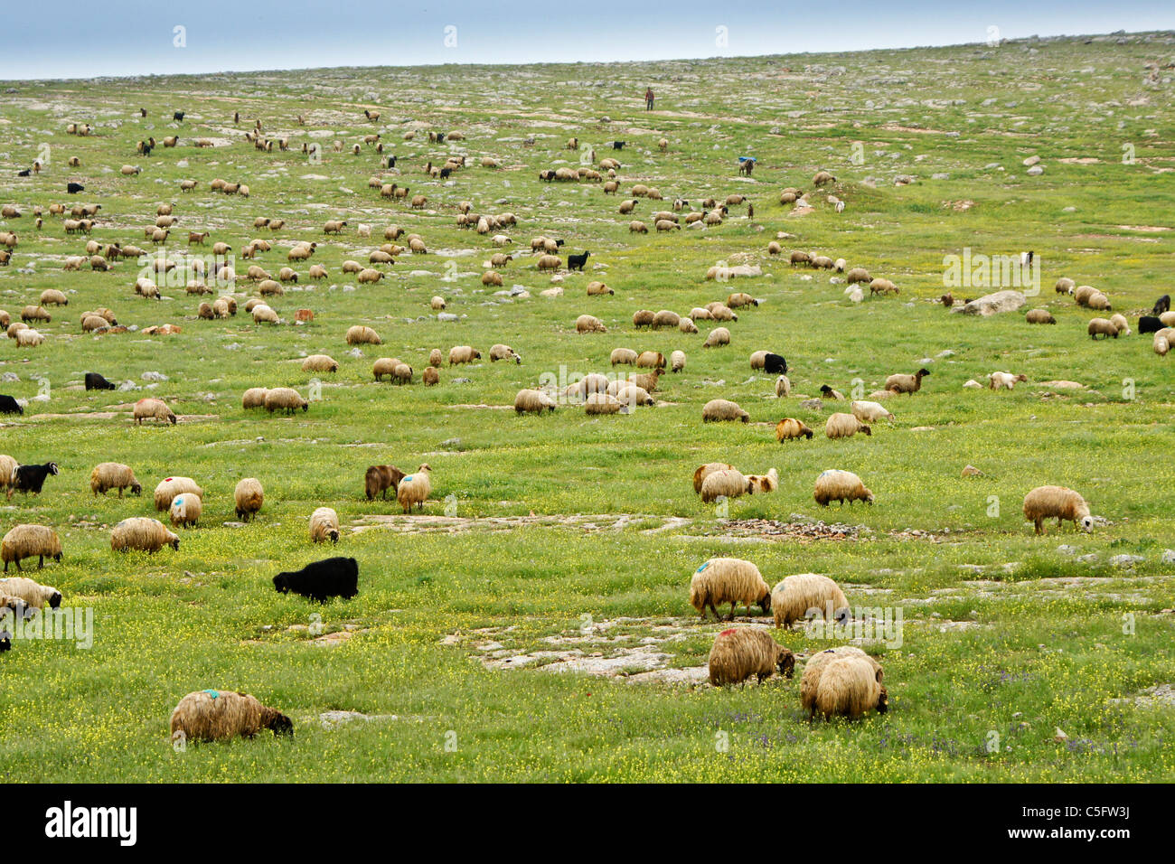 Sheep Goats High Resolution Stock Photography and Images - Alamy