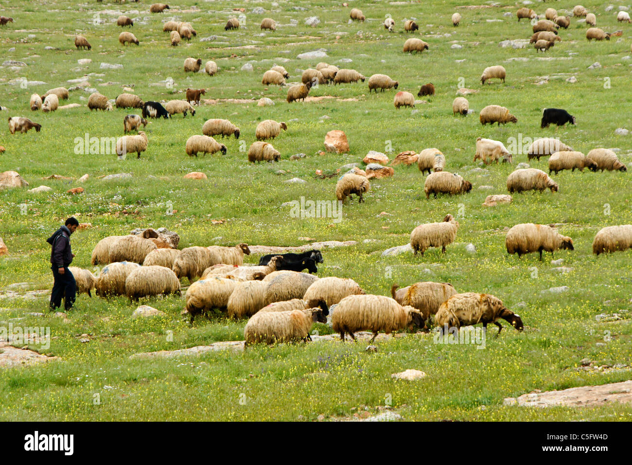Shepherd tending sheep and goats grazing in meadow, Central Anatolia ...