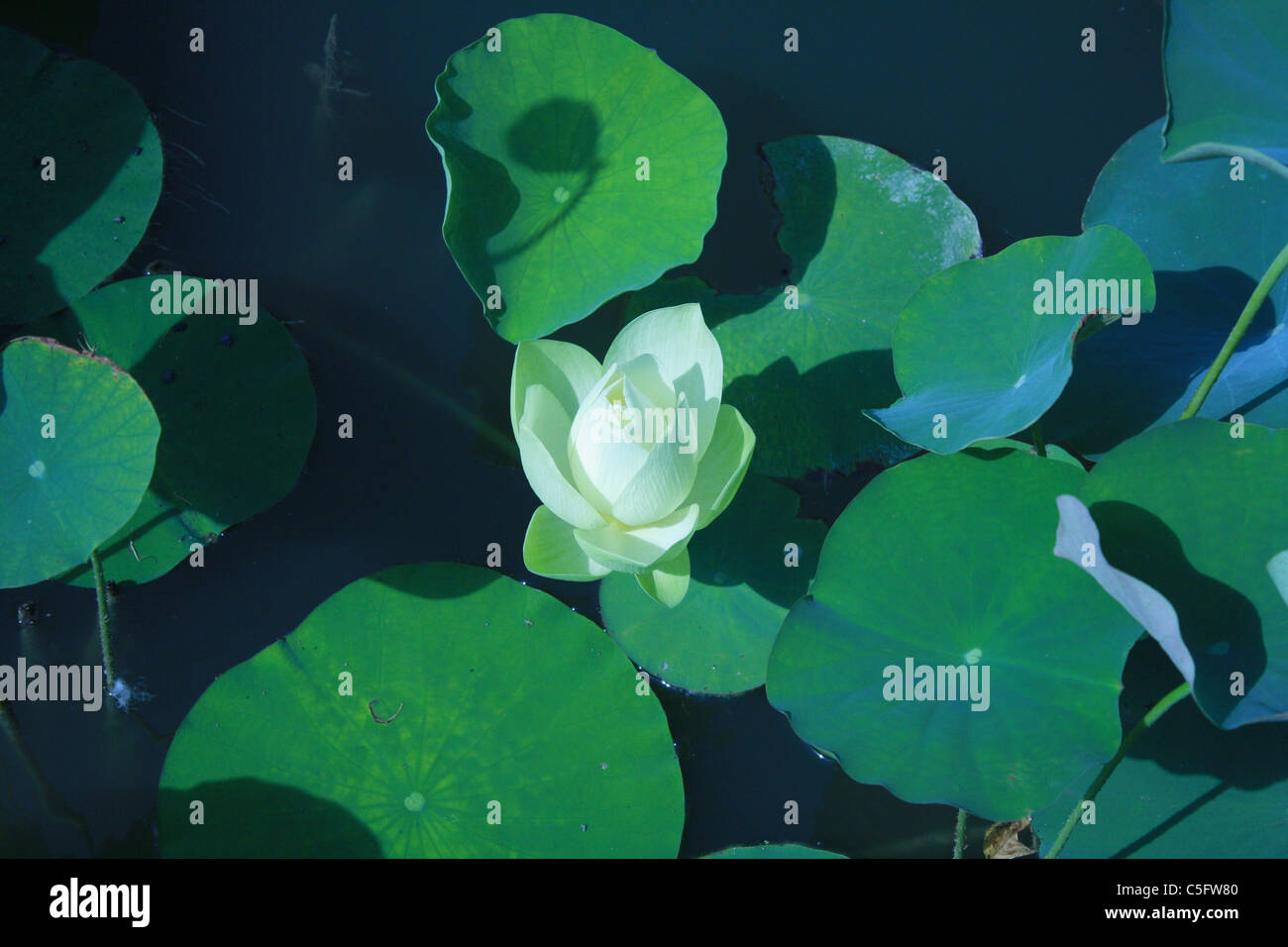 Aquatic water lilly hi-res stock photography and images - Alamy