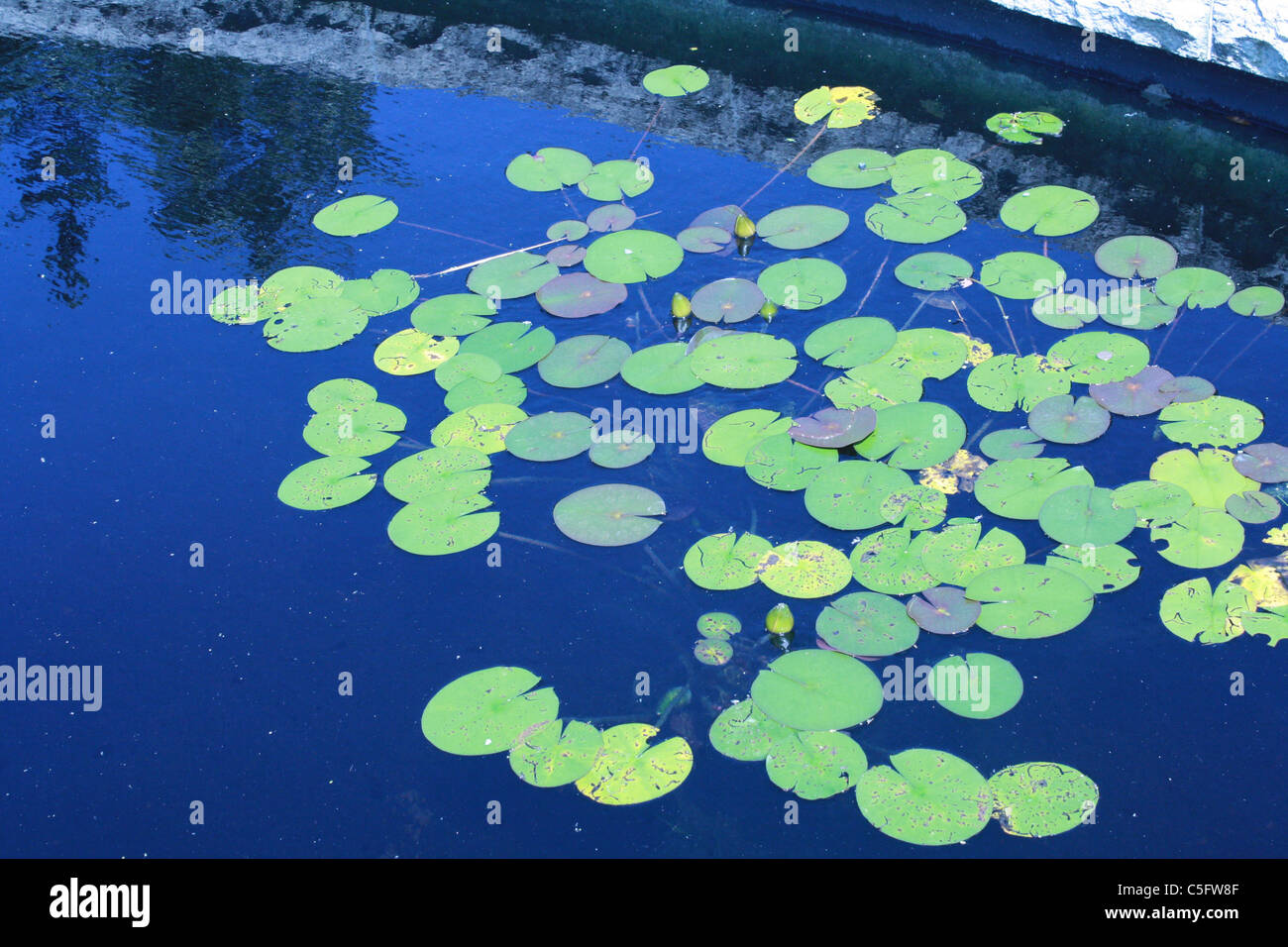 Lilly Pads on stone pond Stock Photo - Alamy
