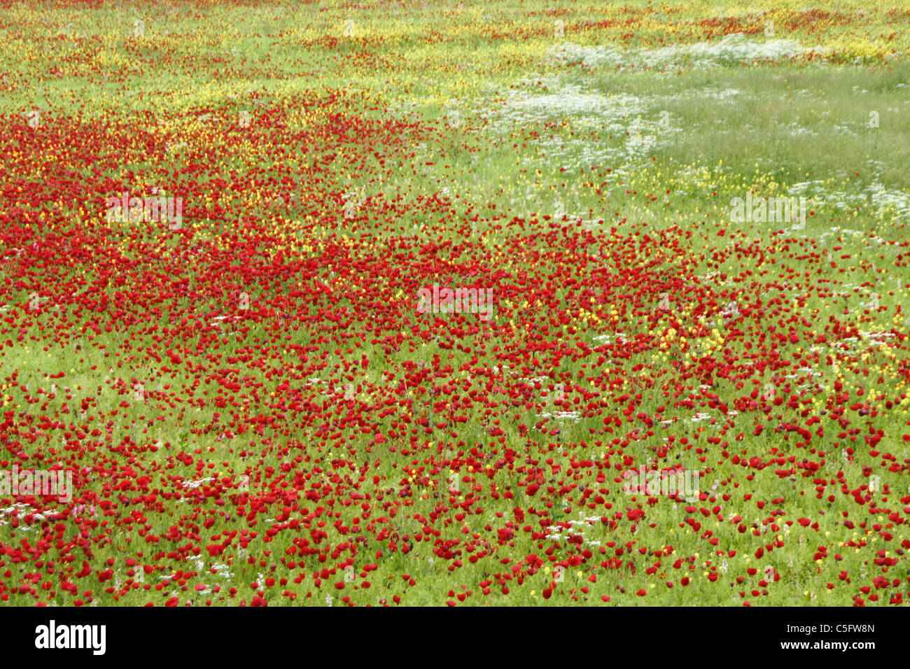 Wildflowers turkey hi-res stock photography and images - Alamy