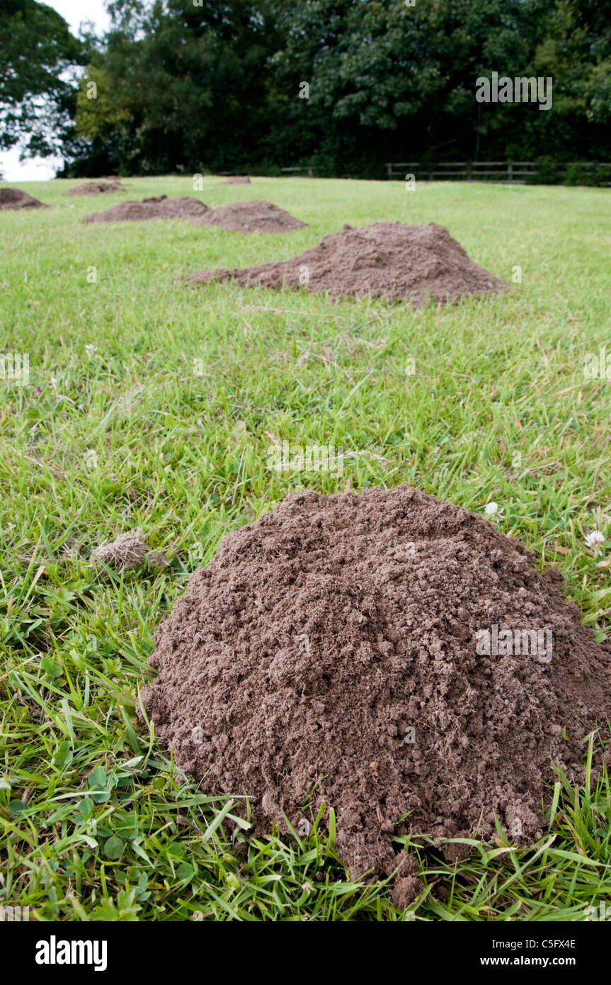 Mole activity hi-res stock photography and images - Alamy