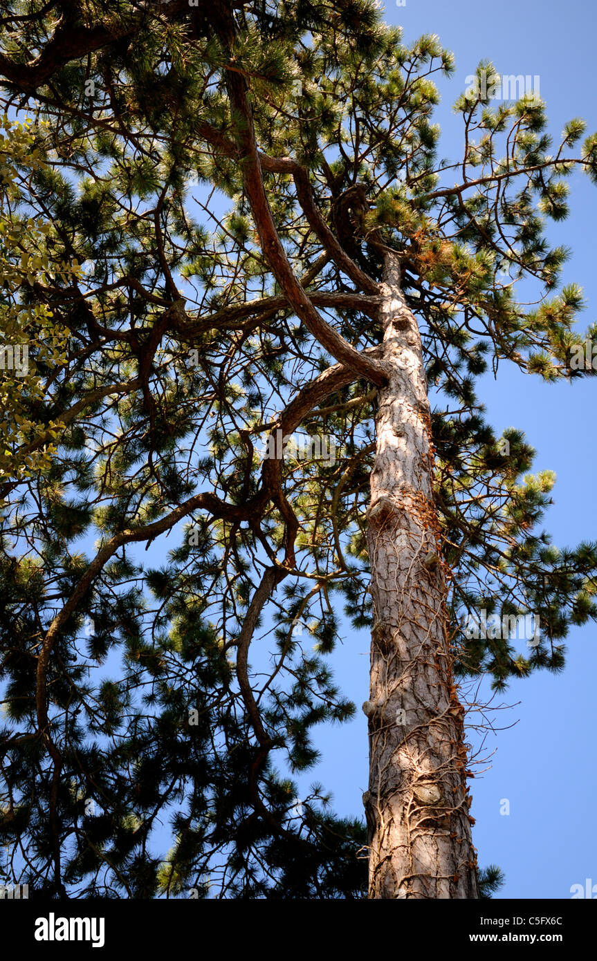 Close-up of the canopy of a Pine tree Stock Photo - Alamy