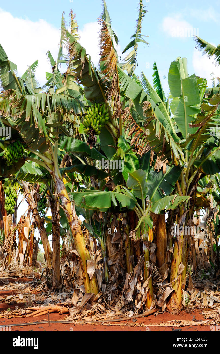 Banana Groves Hawaii