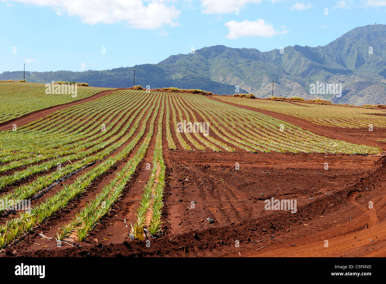 Pineapple Fields along Kamehameha Highway North Shore Hawaii Oahu Pacific Ocean Stock Photo - Alamy