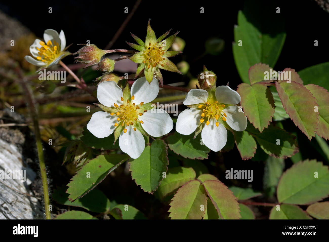 Fragaria virginiana hi-res stock photography and images - Alamy
