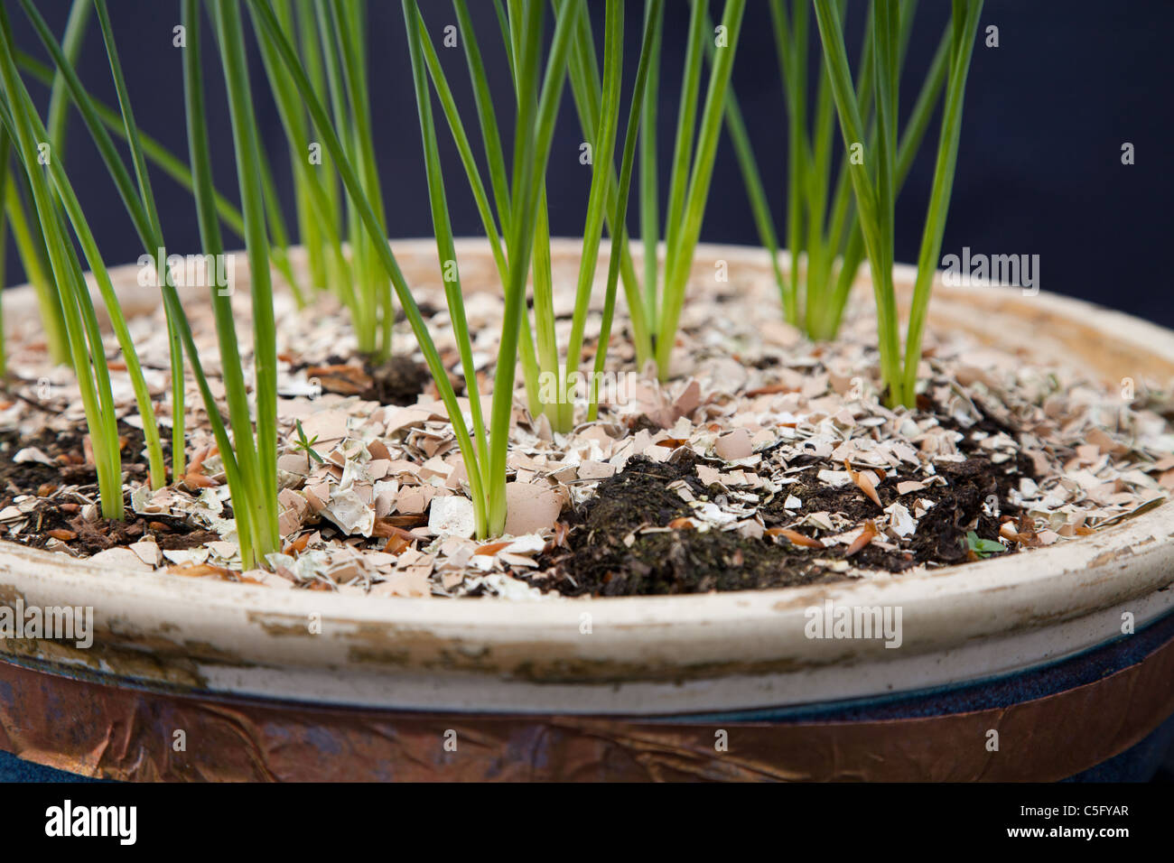 Egg shells used as slug deterrent Stock Photo - Alamy