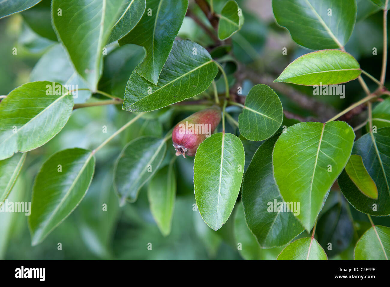 Immature pear hi-res stock photography and images - Alamy