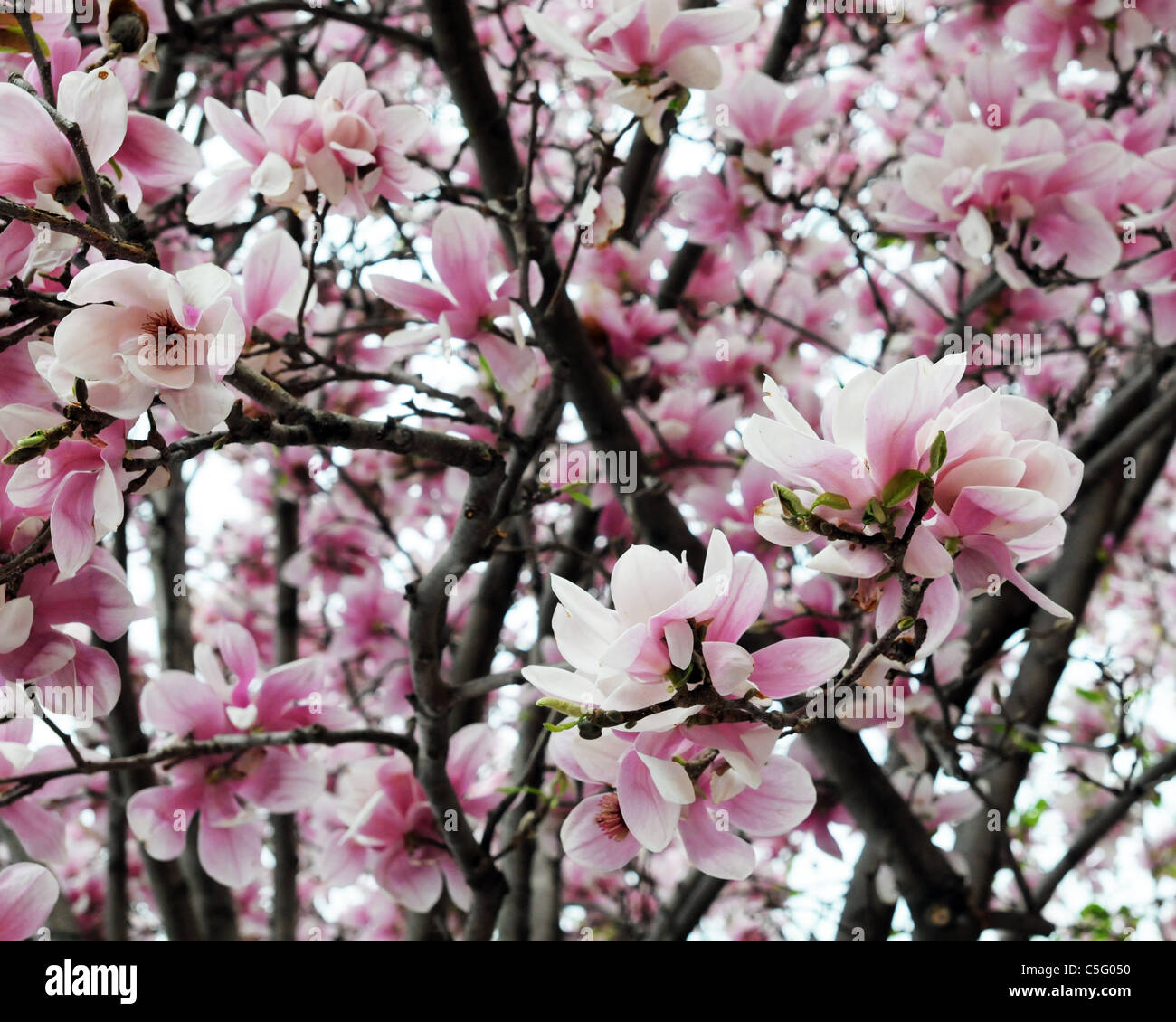 Magnolia tree full bloom hi-res stock photography and images - Alamy
