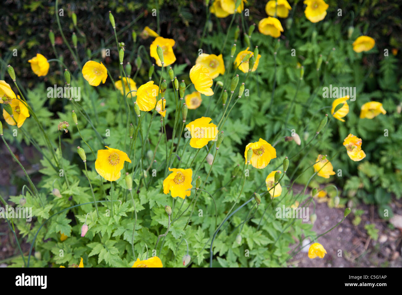 Welsh poppies hi-res stock photography and images - Alamy