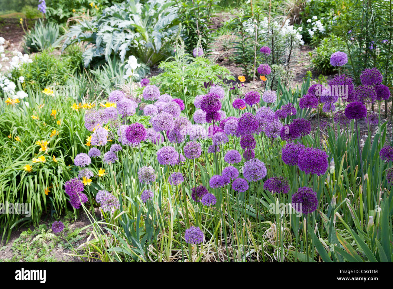 Allium aflatunense in herbaceous border Stock Photo - Alamy