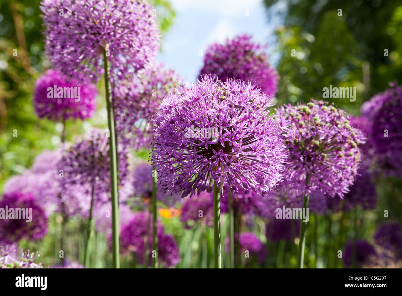 Allium aflatuense hi-res stock photography and images - Alamy