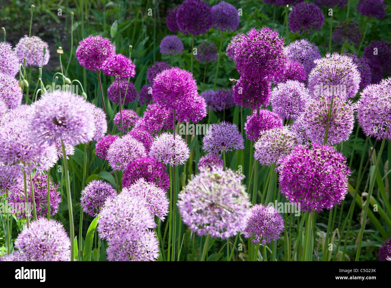 Alliums hi-res stock photography and images - Alamy