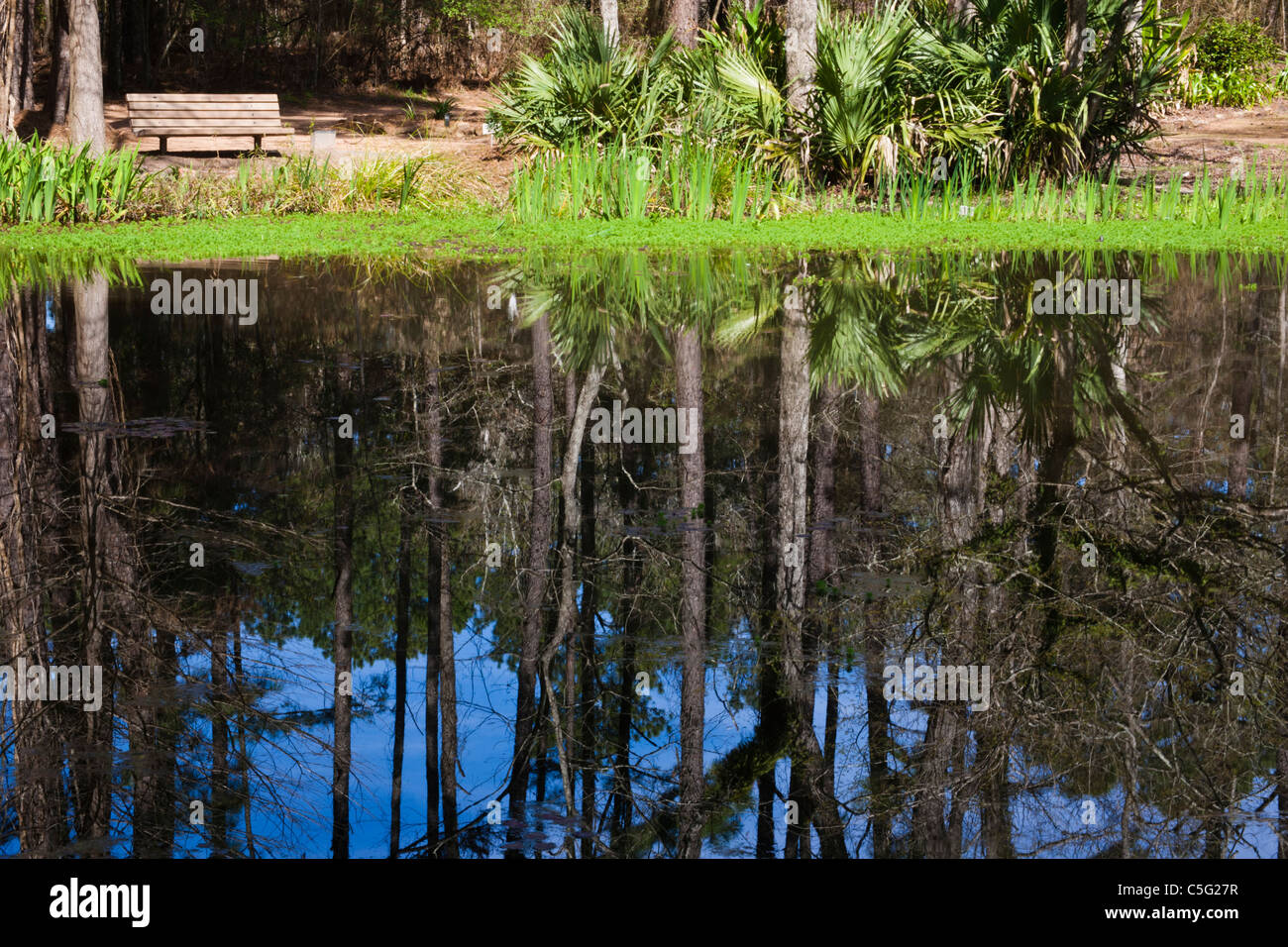 Reflections in pond at Mercer Arboretum and Botanical Gardens Stock ...