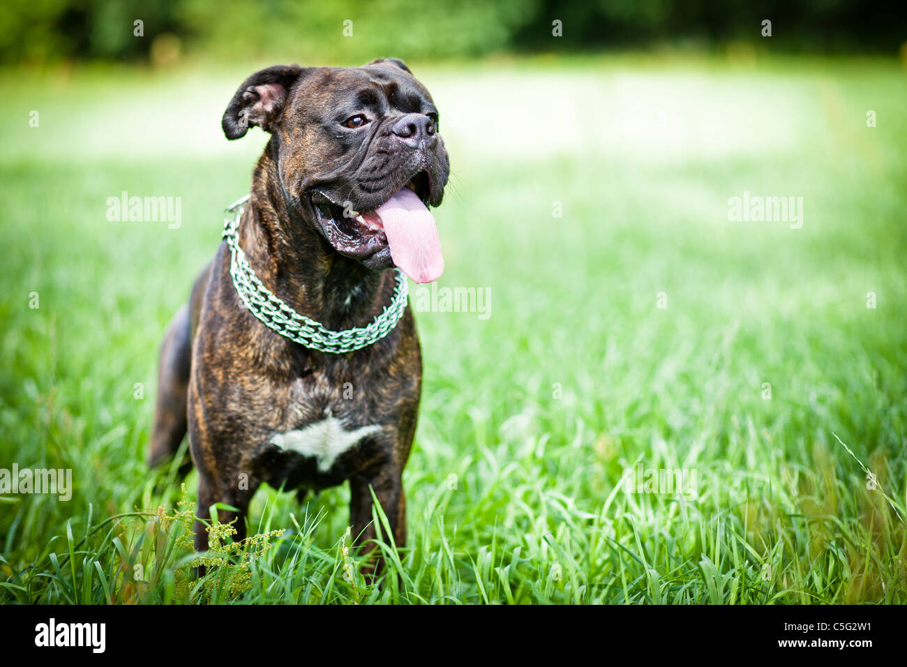 Brindle boxer dog standing in grass Stock Photo - Alamy