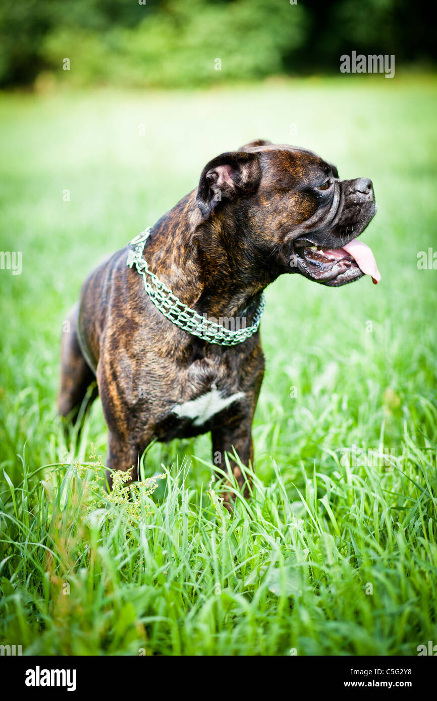 Brindle boxer dog standing in grass Stock Photo - Alamy