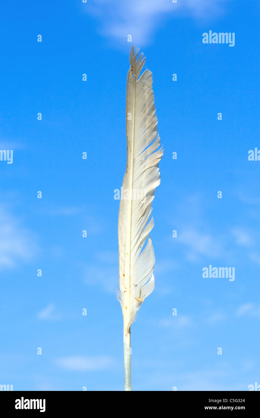 Perfect feather hi-res stock photography and images - Alamy