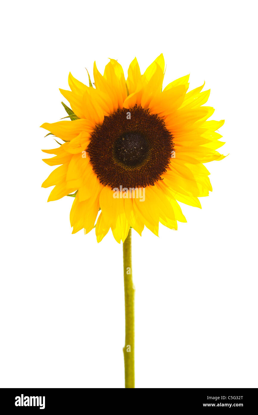 Sunflower isolated on white Stock Photo - Alamy