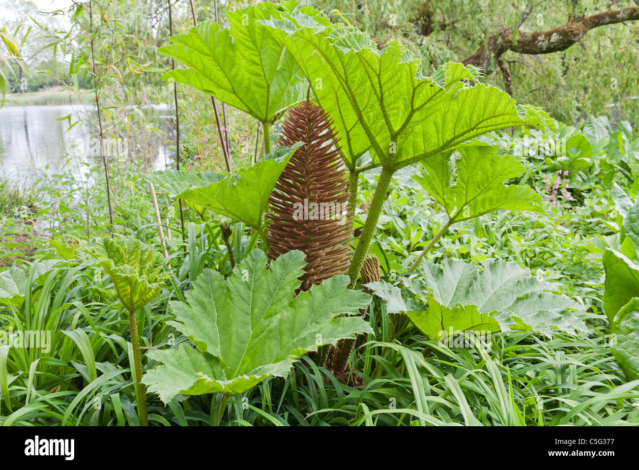 Gunnera with flower with lake in the background Stock Photo - Alamy