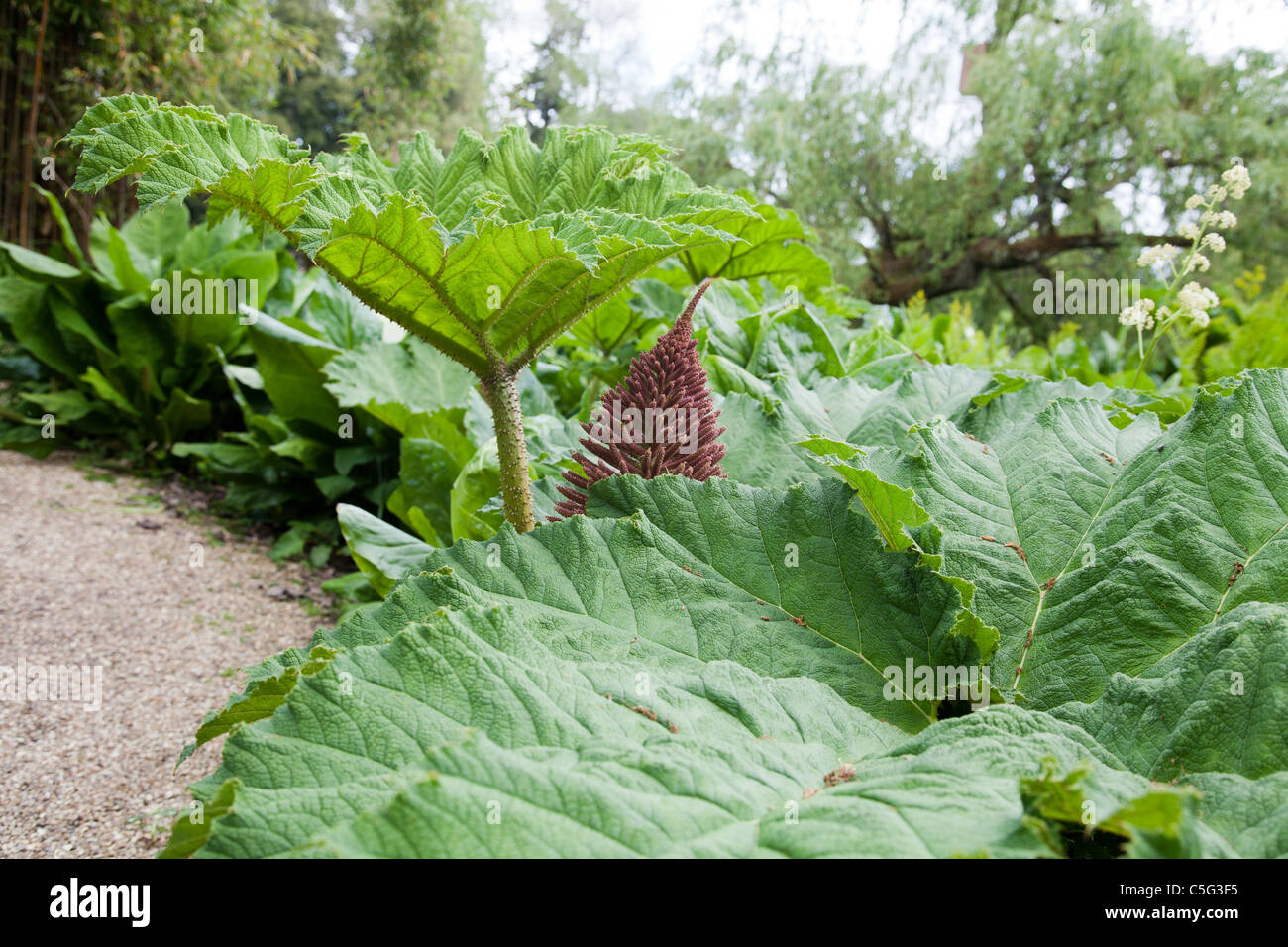 Gunnera with flower Stock Photo - Alamy
