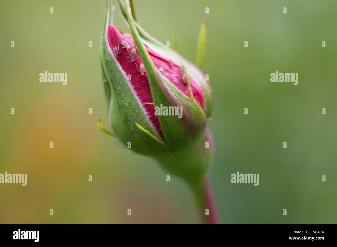 Aphids on a rose bud Stock Photo - Alamy