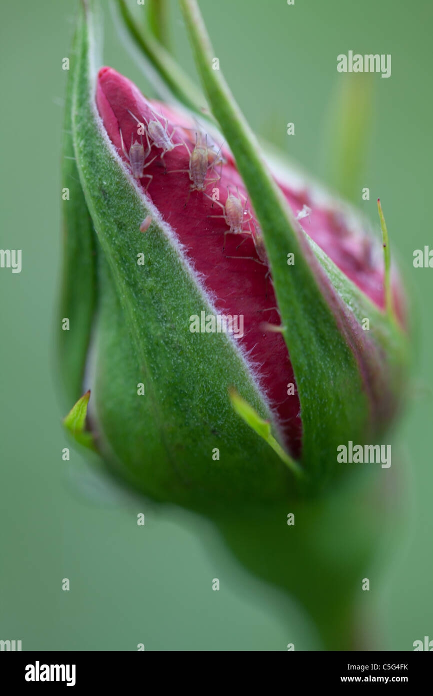 Aphids on a rose bud Stock Photo - Alamy