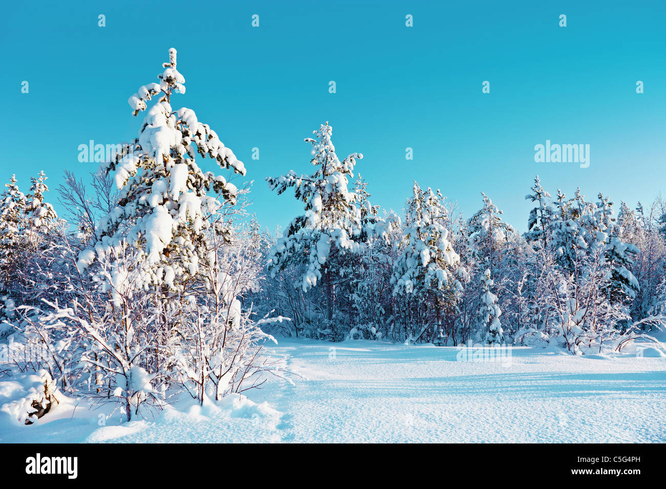 Winter snow forest with pine trees. Russia Stock Photo - Alamy