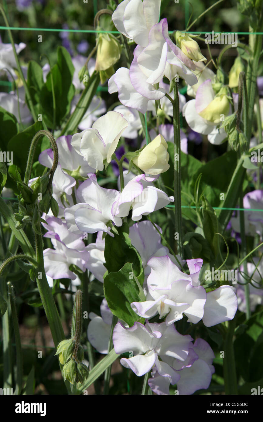 Sweet pea mauve hi-res stock photography and images - Alamy