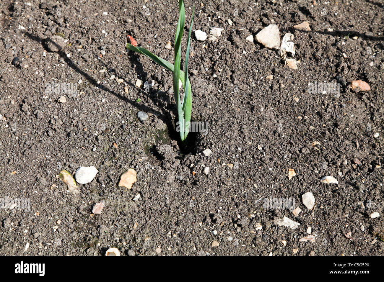 Single leek planted by dibber method Stock Photo - Alamy