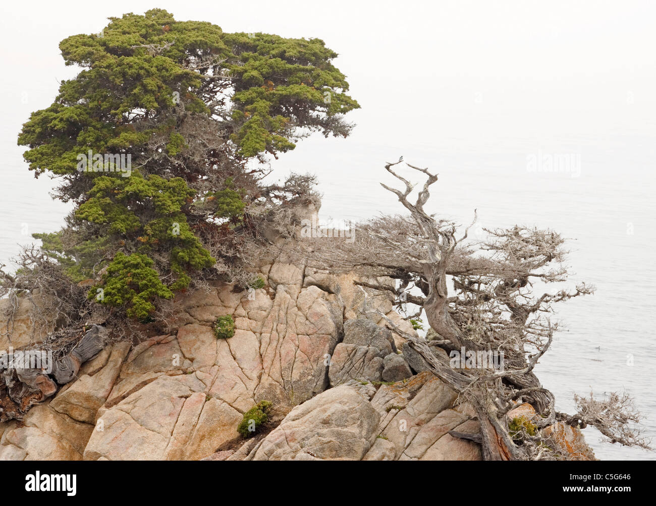 Cypress tree grows along ocean cliff Stock Photo - Alamy