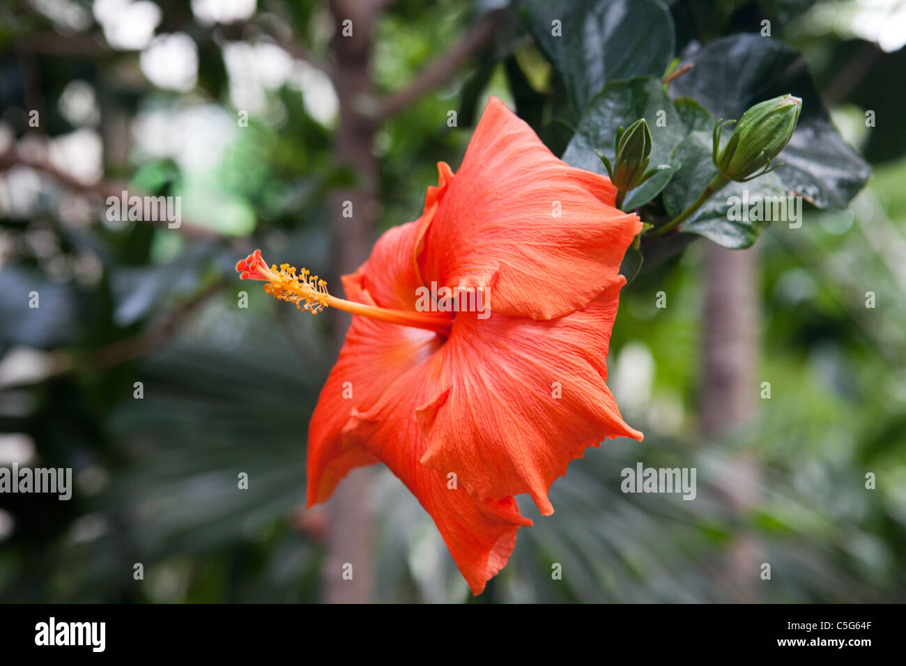 The Red Hibiscus Flower Stock Photo - Alamy