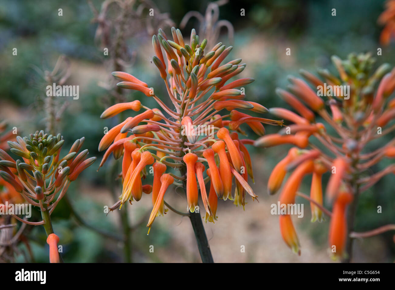 An Orange Aloe Dawel Stock Photo - Alamy