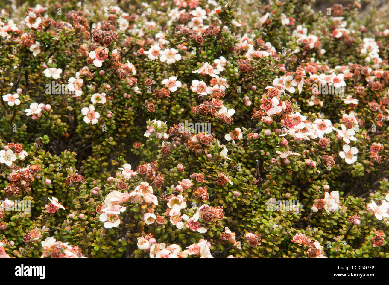 flowers in the mist in the alpine zone on Mount Kinabalu National Park ...