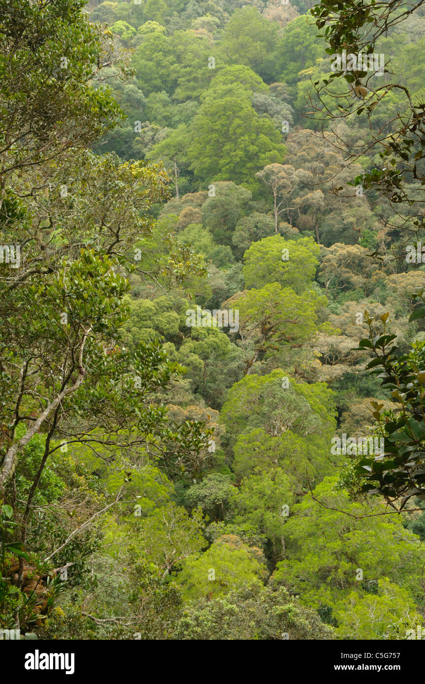 beautiful jungle scenery in Mount Kinabalu National Park in Sabah ...