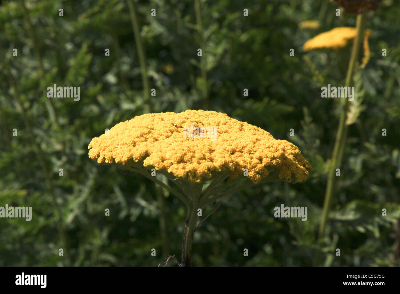 Achillea yellow yarrow Stock Photo - Alamy