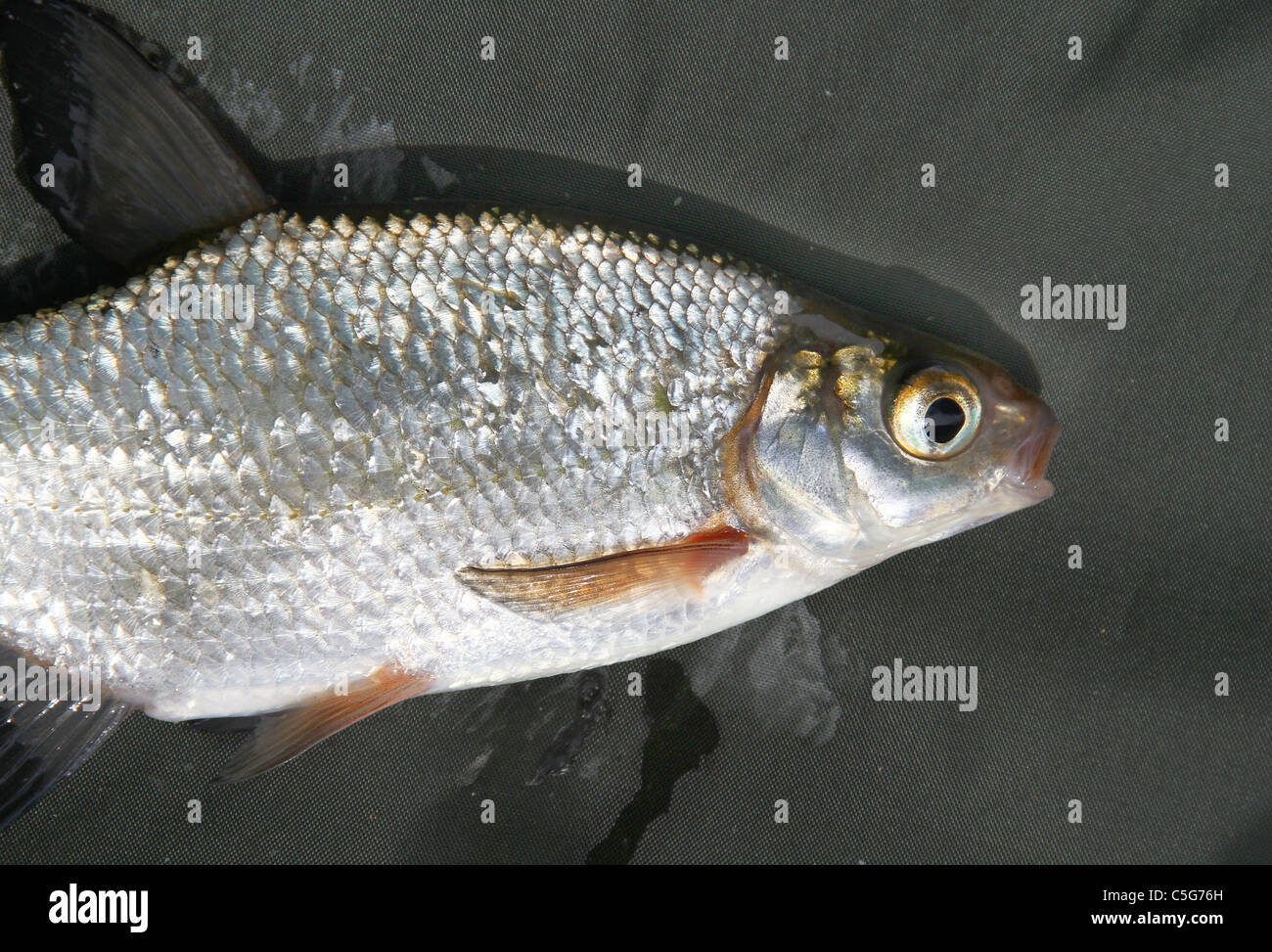 Small Bream from commercial fishing pond Stock Photo - Alamy
