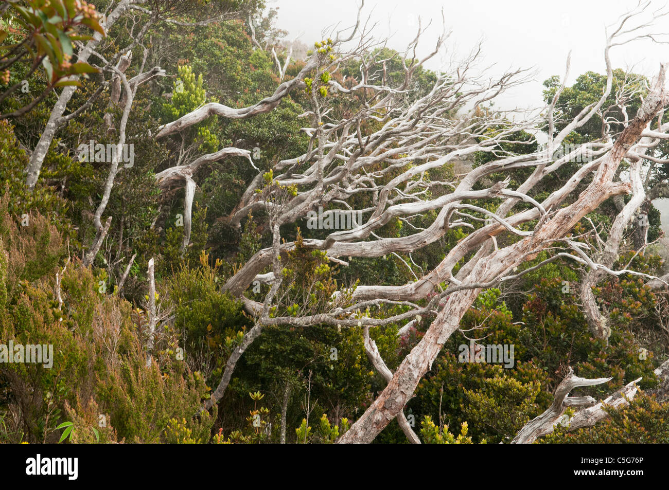 Borneo tree hi-res stock photography and images - Alamy