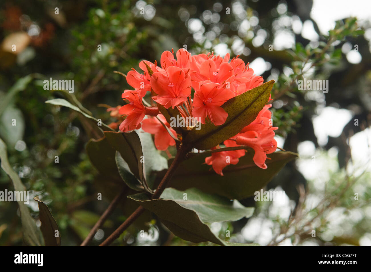 rhododendron flowers in Mount Kinabalu National Park in Sabah, Borneo ...
