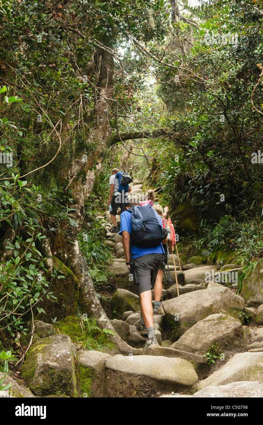 trekking into the jungle in Mount Kinabalu National Park in Sabah ...