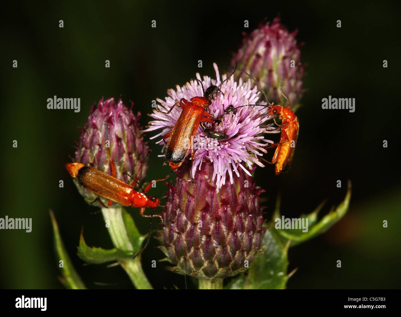 Soldier beetles hi-res stock photography and images - Alamy