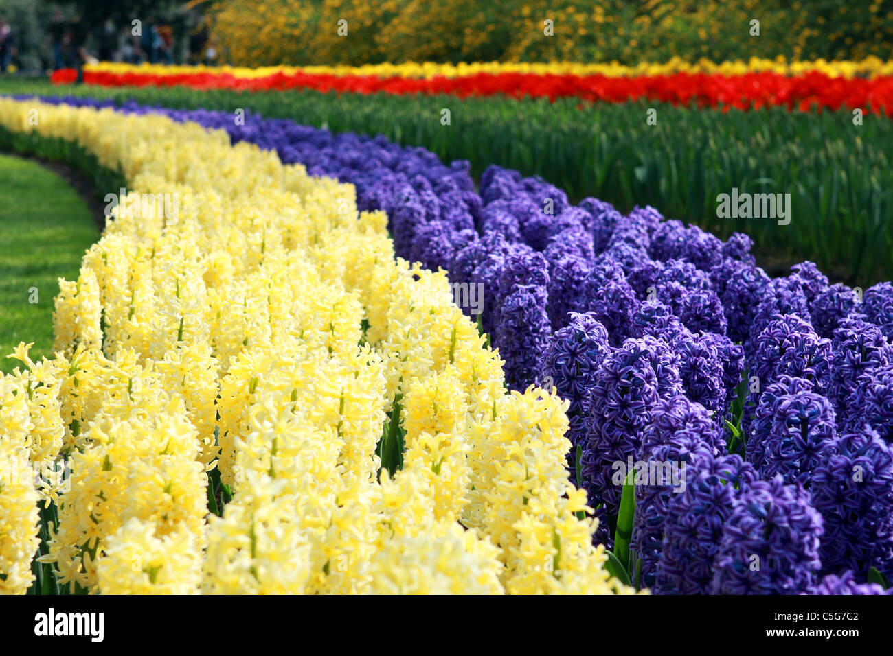 field in two rows with beautiful spring flowers Stock Photo - Alamy