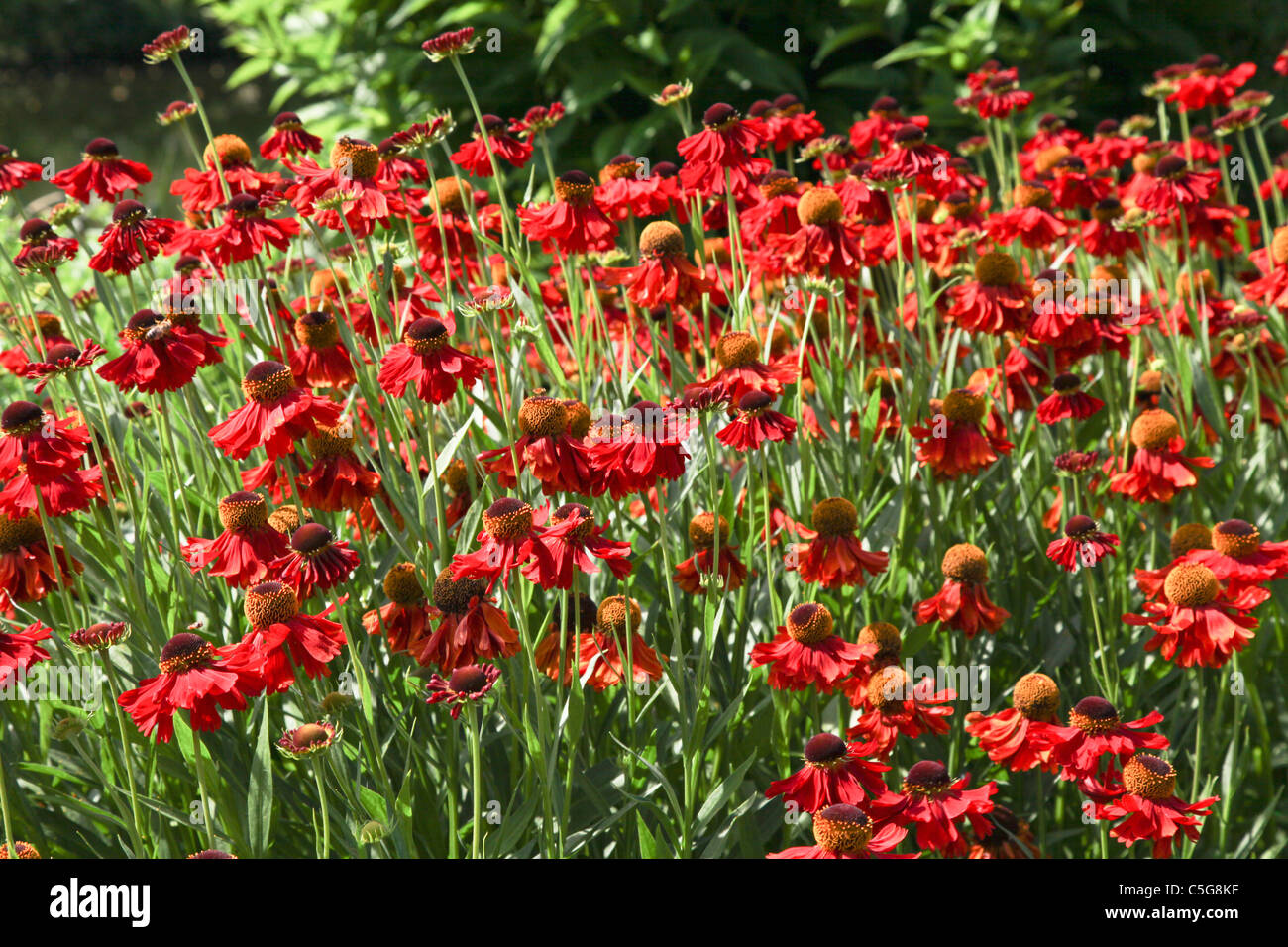 Reflexed petals hi-res stock photography and images - Alamy