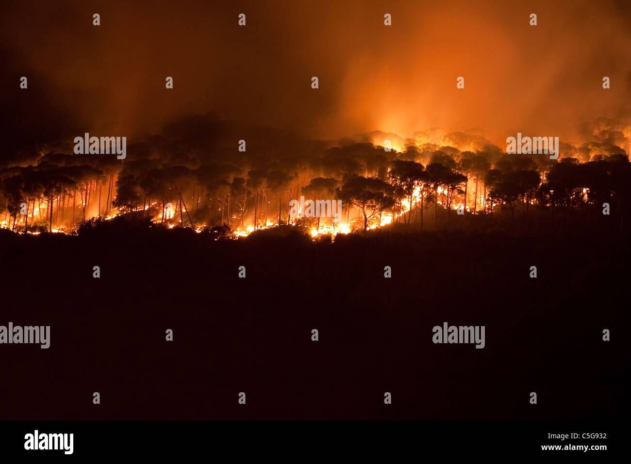 An arson in a woods on night time, trees on fire, fire everywere ...