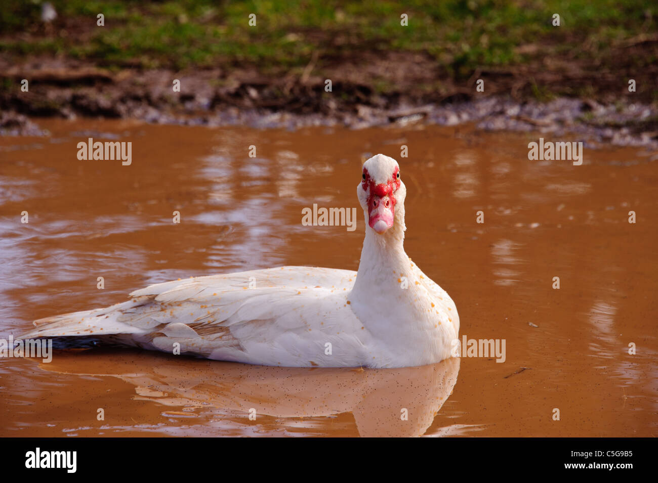 Ducks play in a farmyard puddle Stock Photo - Alamy