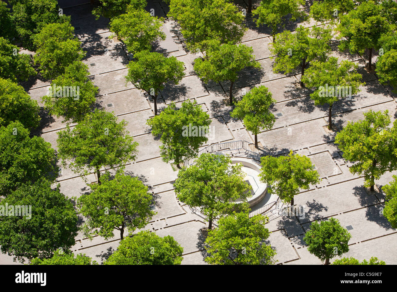 Seville orange tree hi-res stock photography and images - Alamy