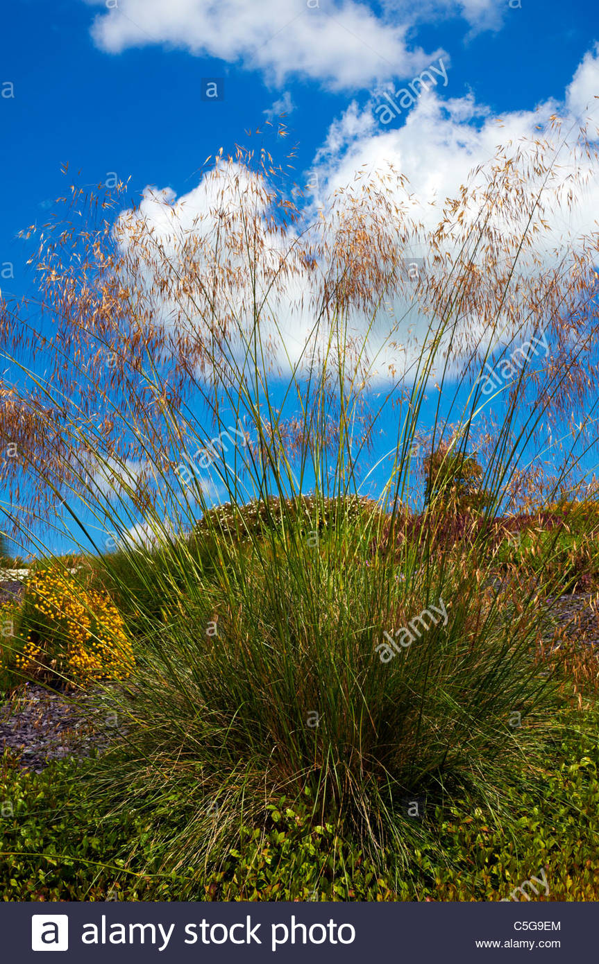 Ornamental Grasses High Resolution Stock Photography and Images - Alamy