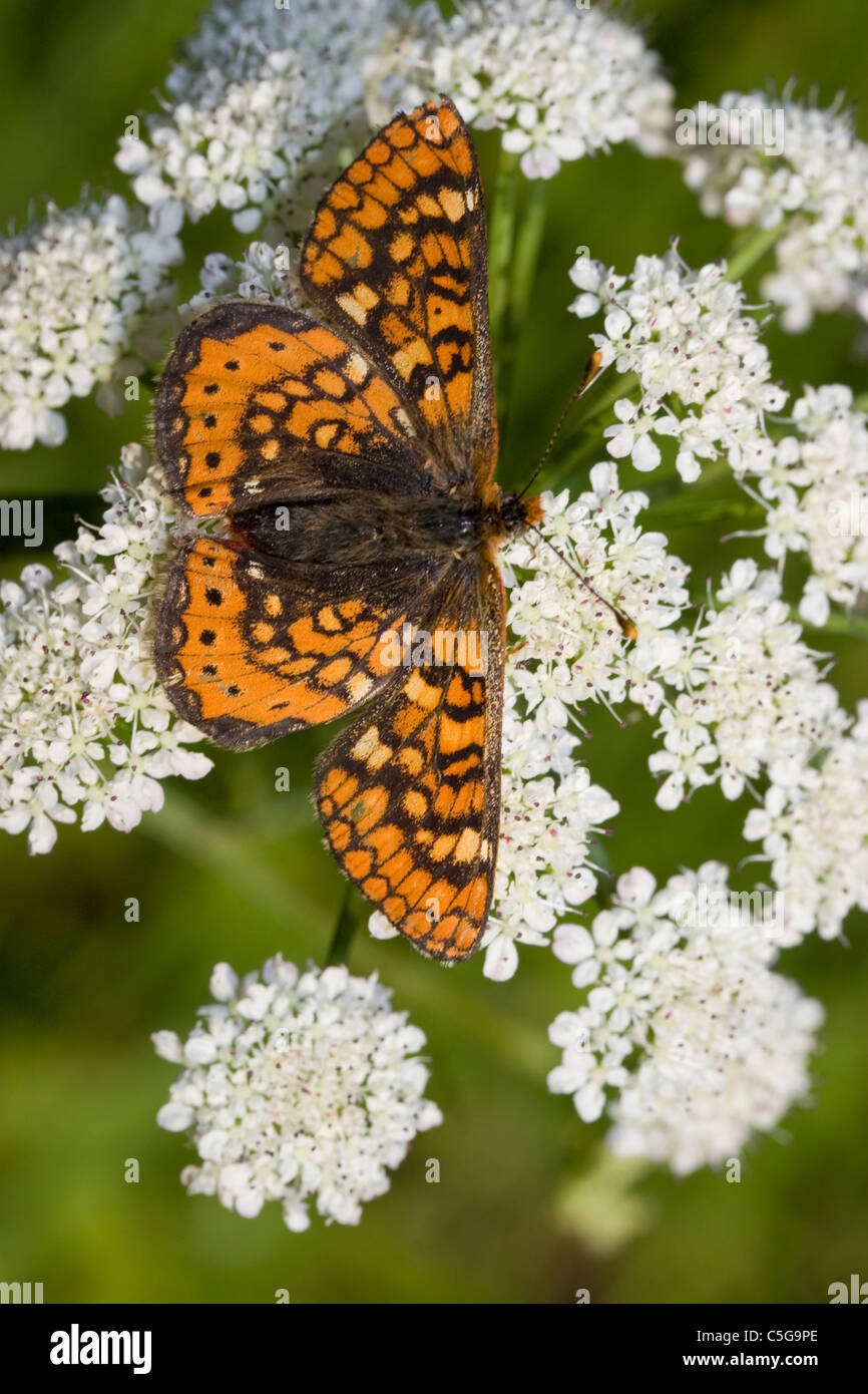 Marsh Fritillary (Euphydyas aurinia) butterfly Stock Photo - Alamy